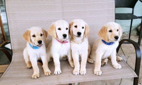 Trained Service Dogs for Sale | Service Dog School of America