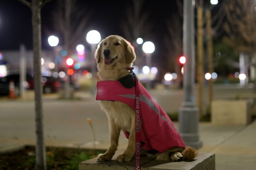 Fully Trained Service Dogs for Sale | Service Dog School of America