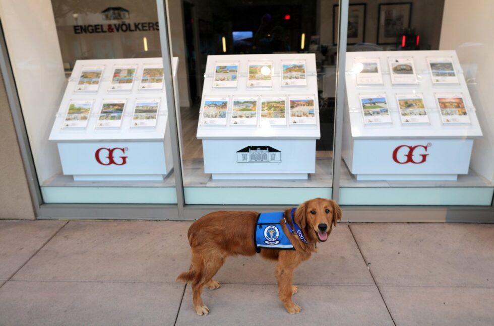 Service Dog Application | Service Dog School of America