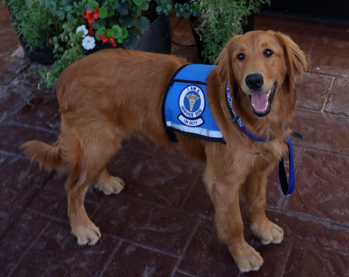 Medical Alert Service Dogs | Training, Cost, and Benefits