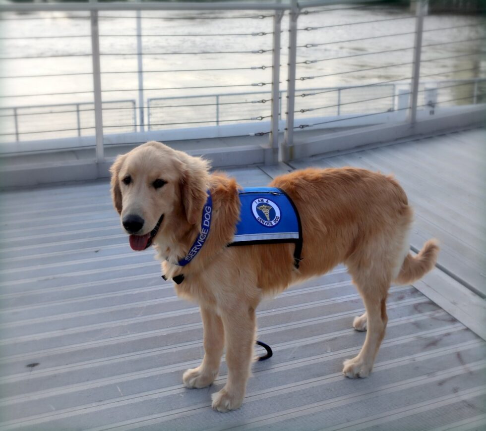 ADA-Compliant Trained Dogs for Sale | Service Dog School of America
