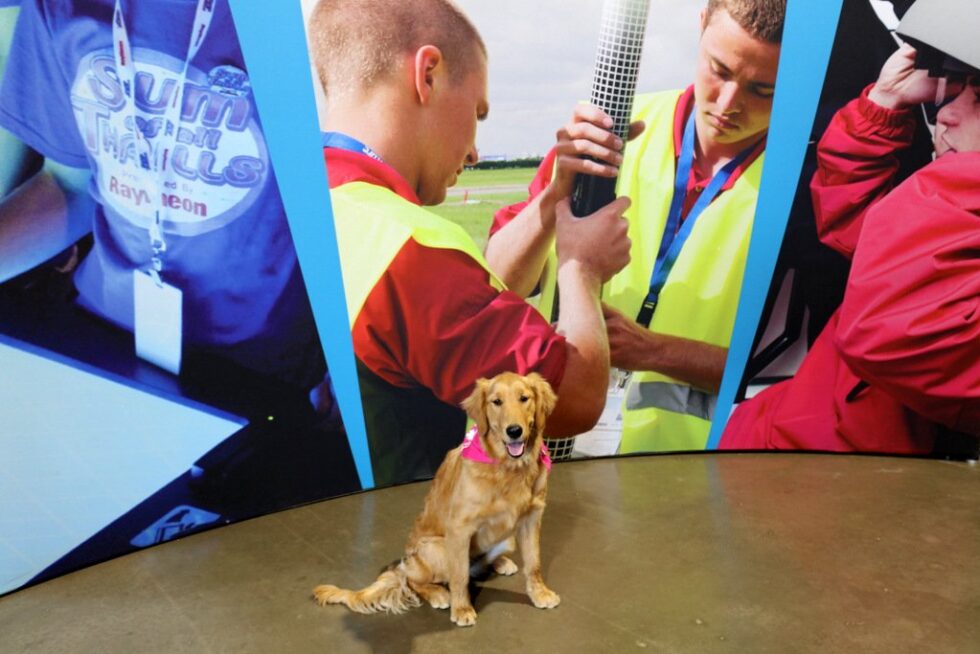 Fully Trained Service Dogs for Sale | Service Dog School of America
