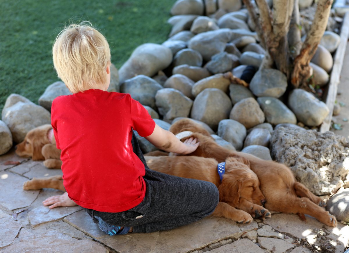Autism Service Dogs for Adults | Service Dog School of America